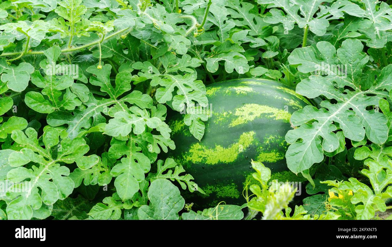 Growing watermelons in a greenhouse. A large fruit of a sweet ...