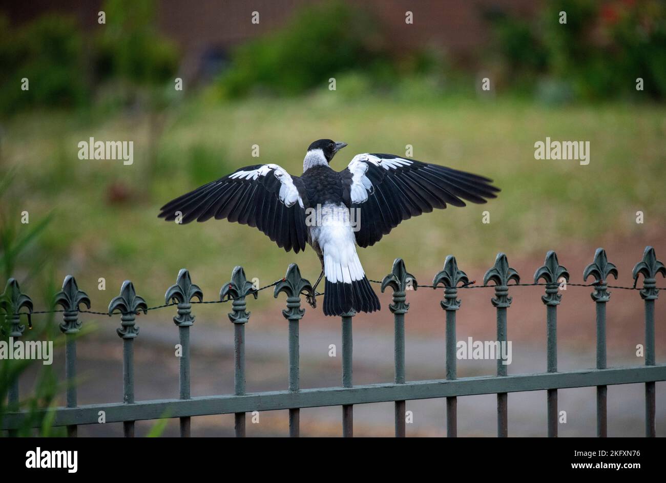 A juvenile Australian Magpie (Gymnorhina tibicen) perching on a fence ...