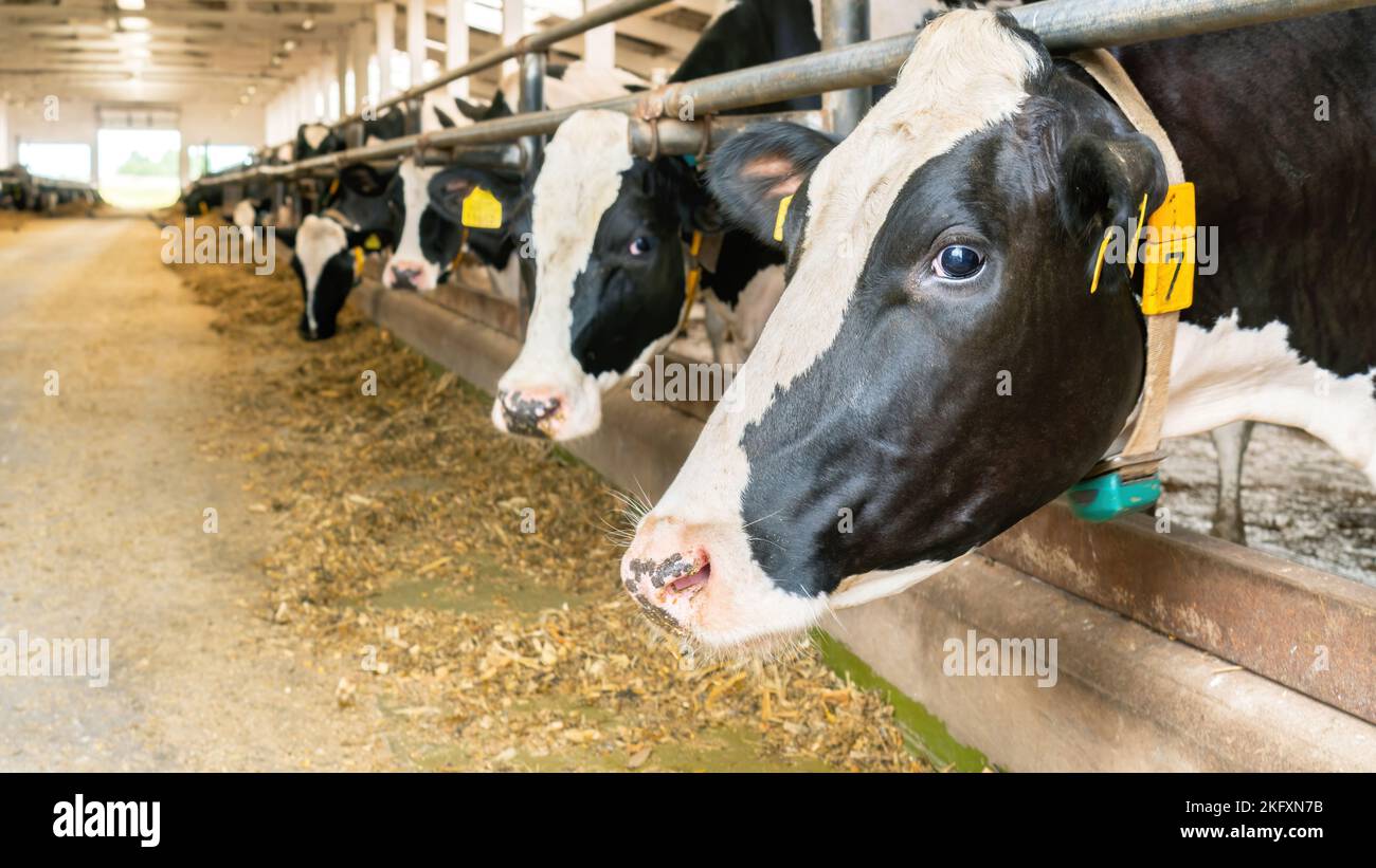 Cow In A Stall At A Livestock Farm Close Up Technology Of Growing