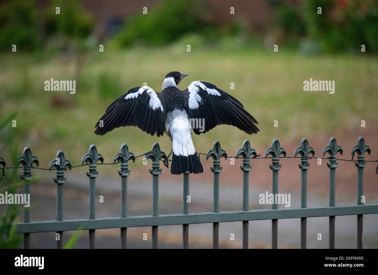 A juvenile Australian Magpie (Gymnorhina tibicen) perching on a fence ...