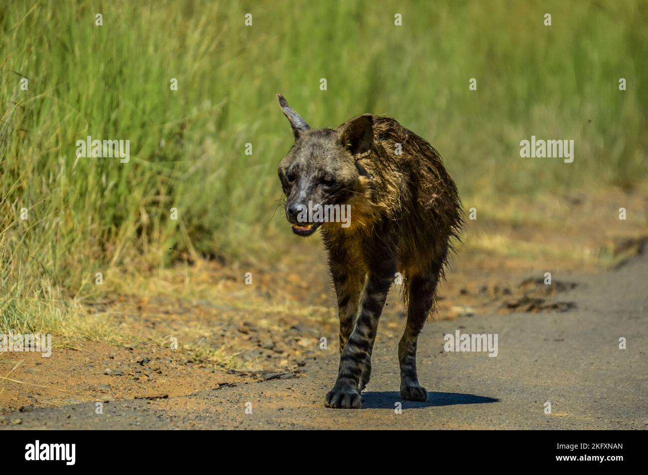 Portrait of an old lone Brown Hyena (Hyaena brunnea) in Kruger during a ...