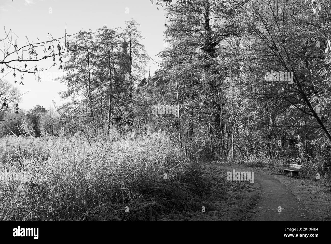 German forest in autumn tree Black and White Stock Photos & Images - Alamy