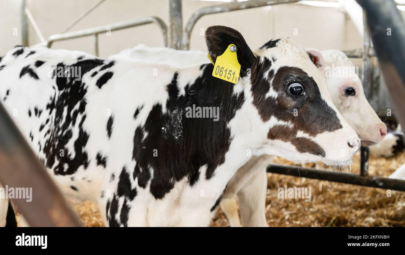 Holstein calf with plastic ear tag on a livestock farm close-up. A ...