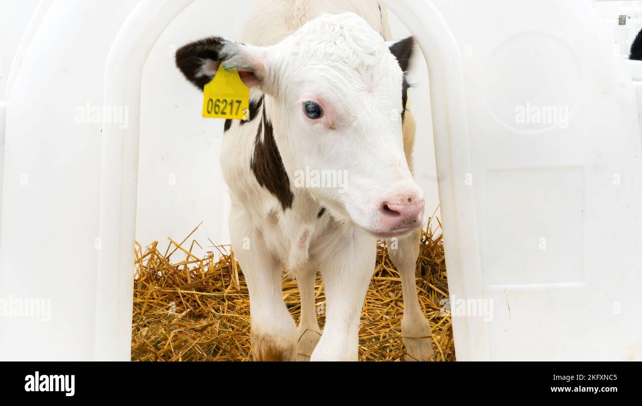 Holstein calf with ear tag close-up. A newborn calf peeks out from its ...