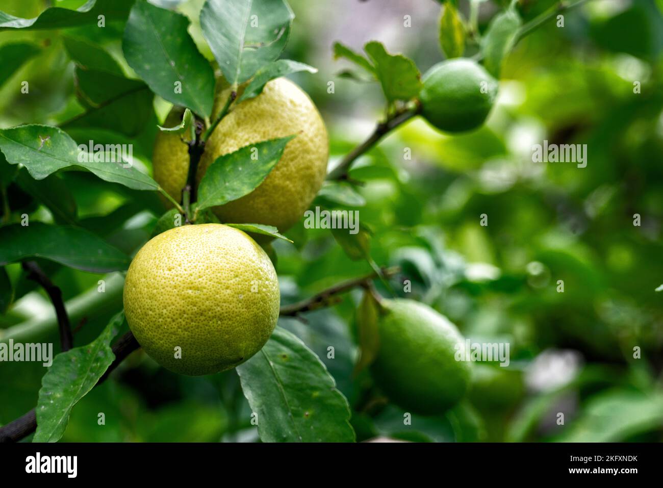 A closeup of ripening lemons on a tree Stock Photo - Alamy