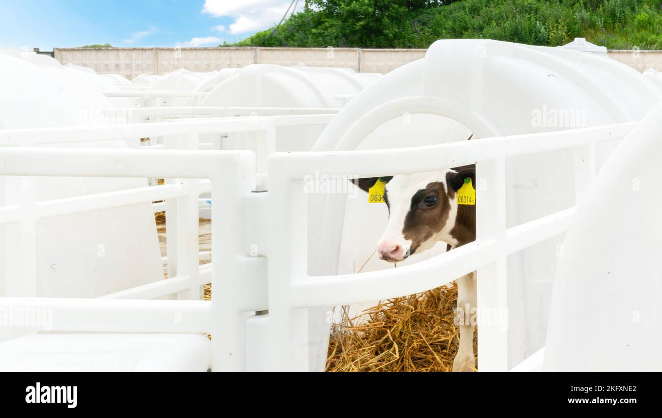 A newborn calf is kept in a white plastic barn at a livestock farm ...