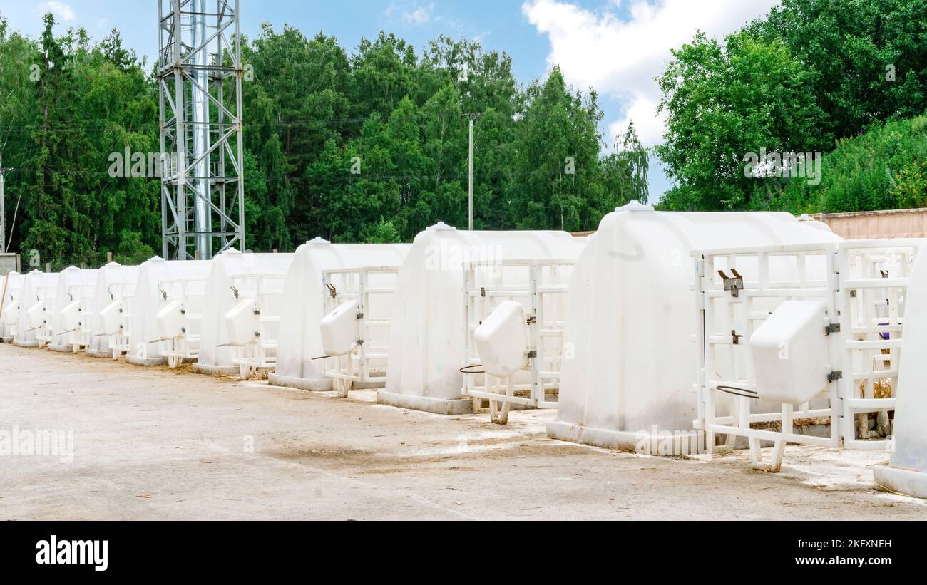 Plastic calf housing on a diary farm. Individual houses for growing ...