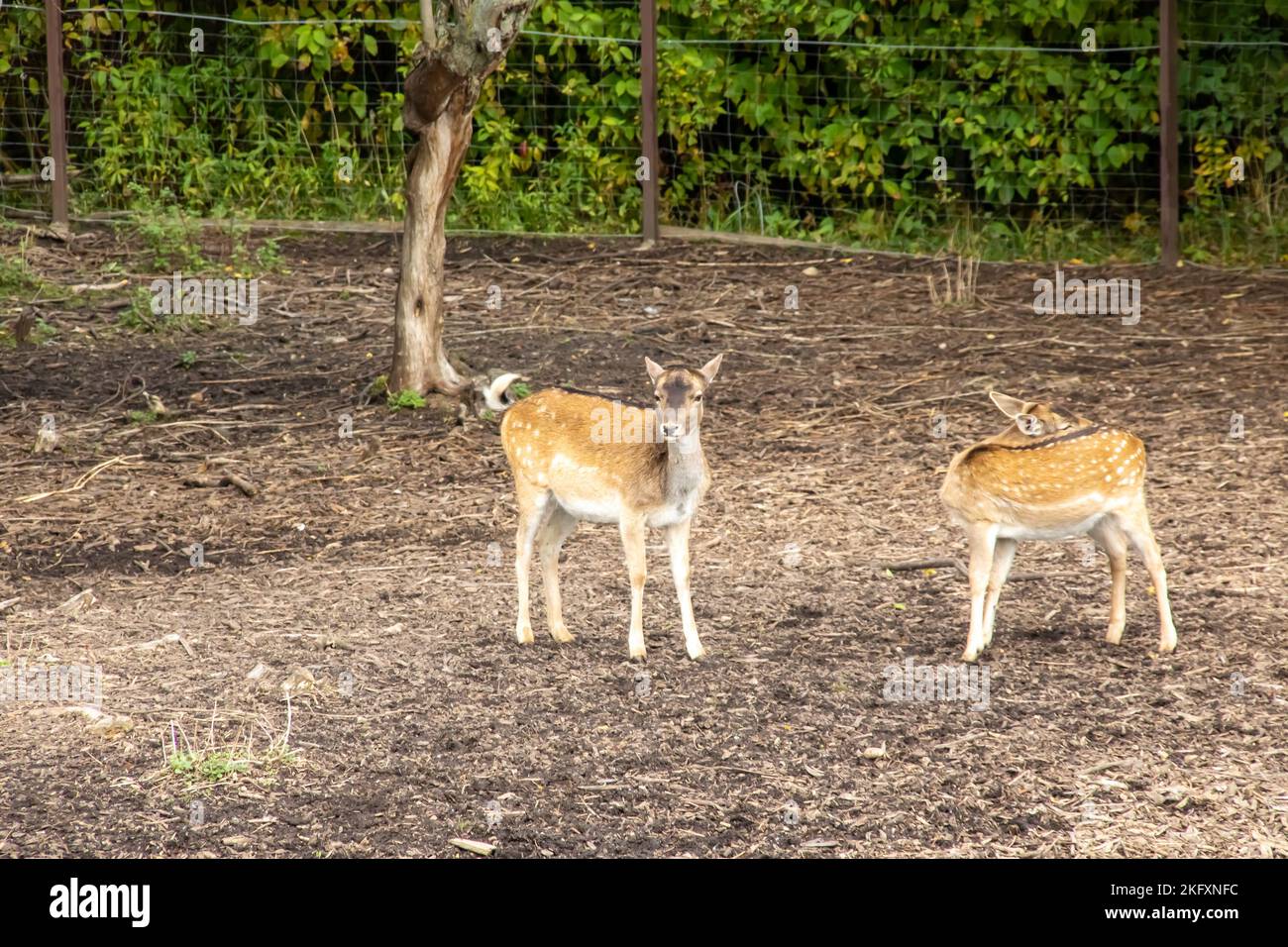 Little deer walk behind the fence close up Stock Photo - Alamy