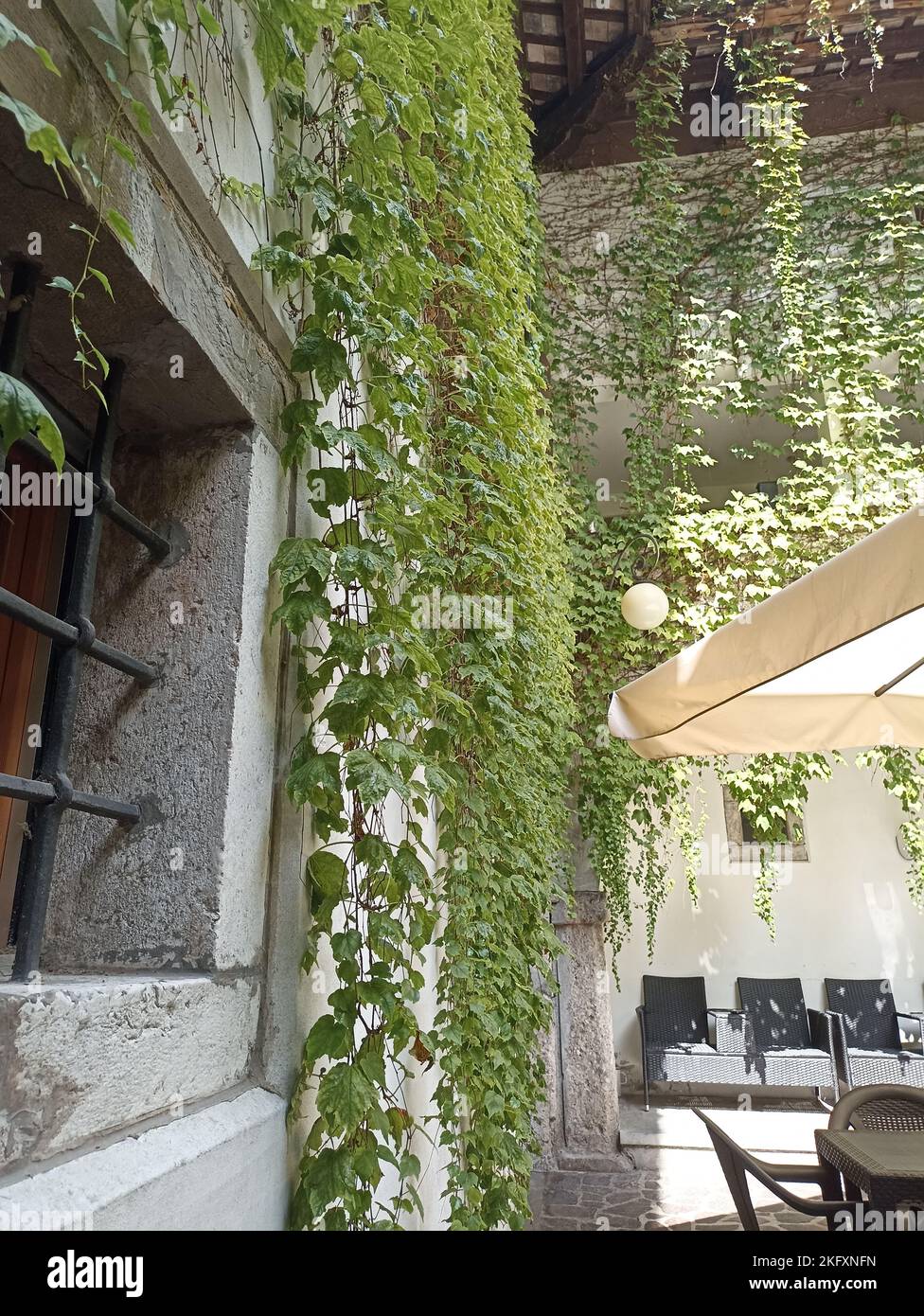 A vertical shot of plant leaves on a wall of building Stock Photo - Alamy
