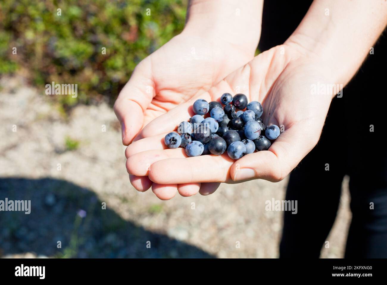 Closeup tiny fresh ripe hi-res stock photography and images - Alamy