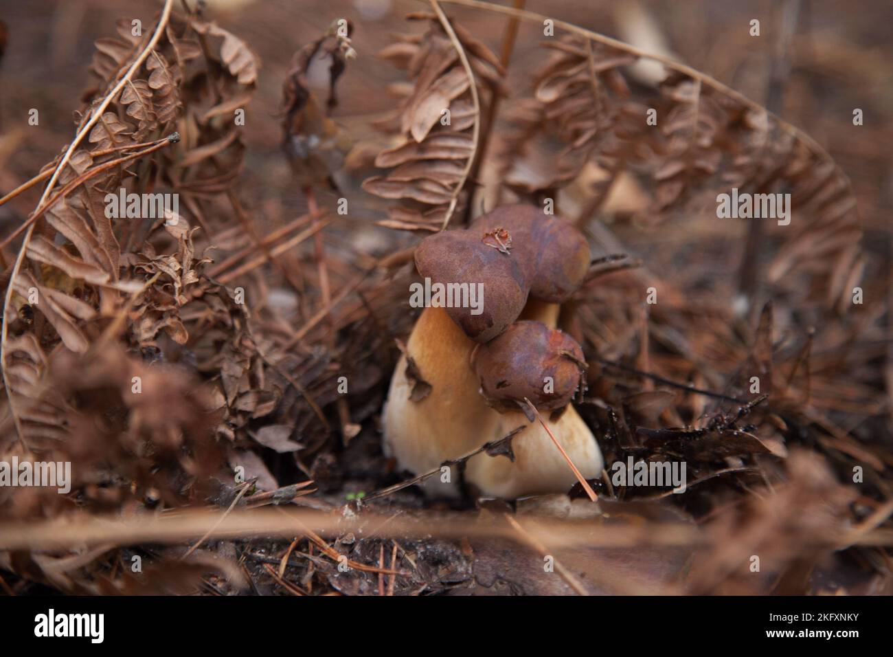 Family of Boletus Badius, Imleria Badia or Bay Bolete growing in an ...