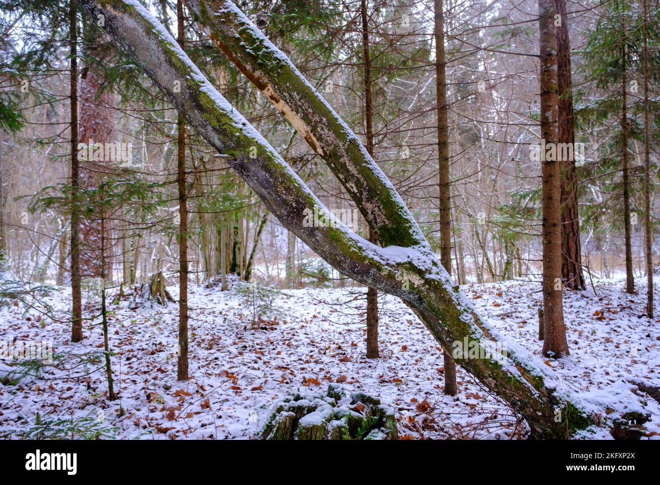 A bent tree with two branches. In the untouched forest of the nature ...