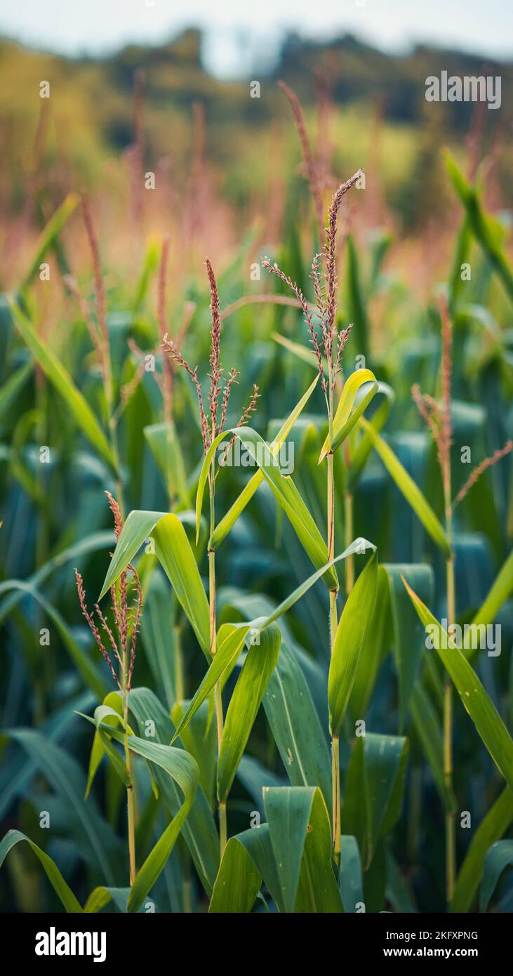 A vertical closeup of plants in a cornfield Stock Photo - Alamy