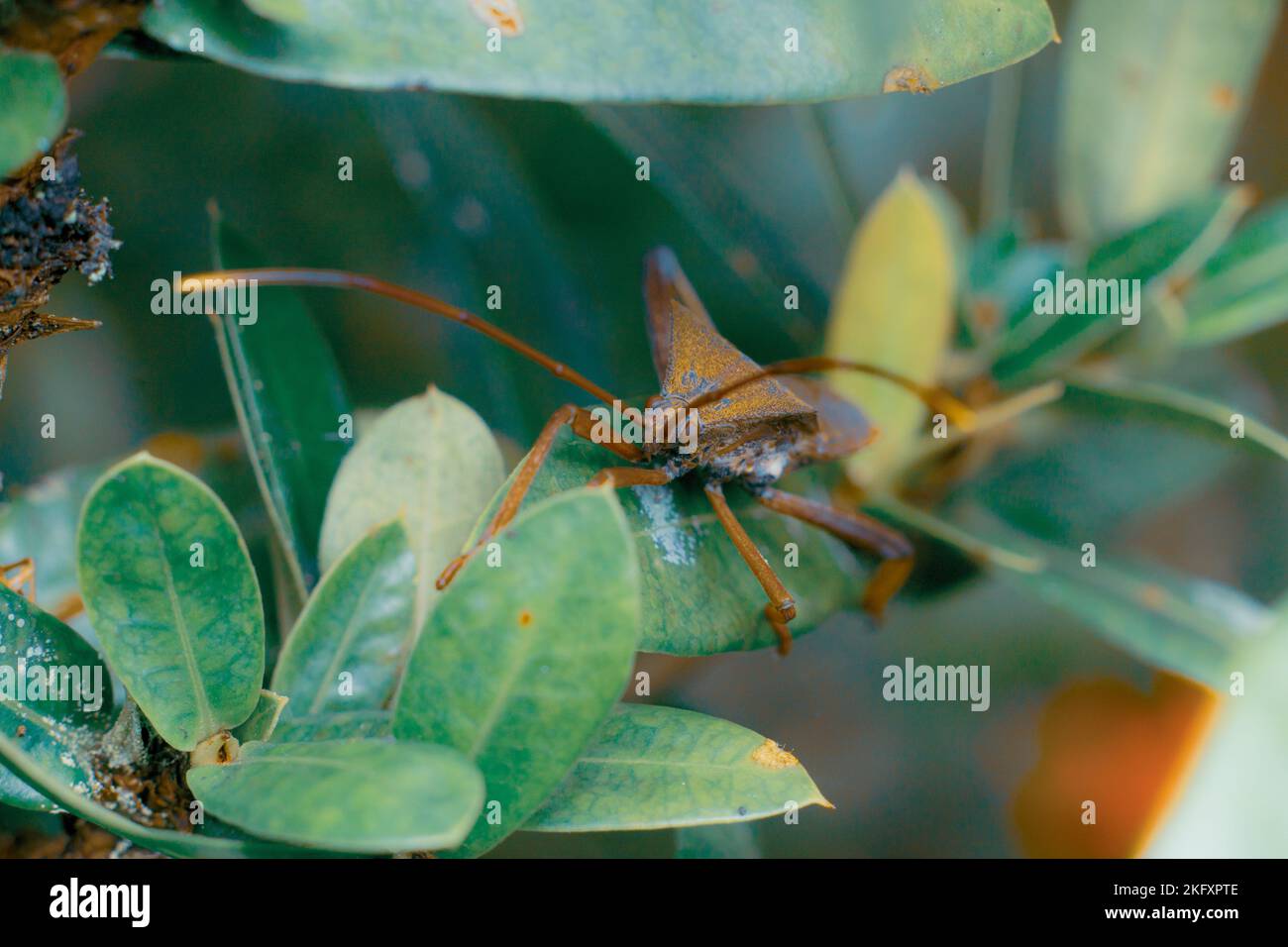 Triatomine hi-res stock photography and images - Alamy