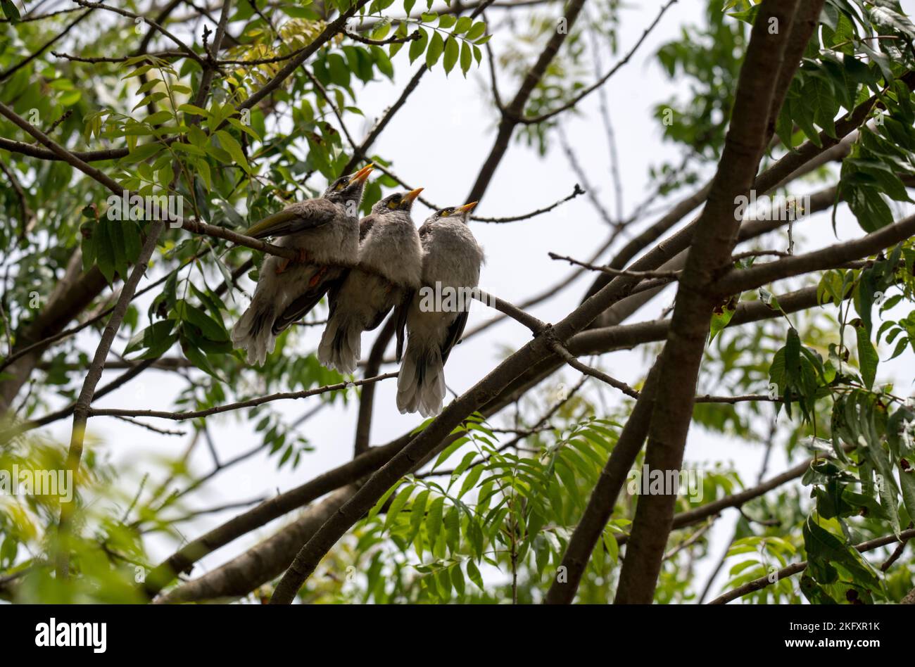 Three Juvenile Australian Noisy Miners (Manorina melanocephala ...