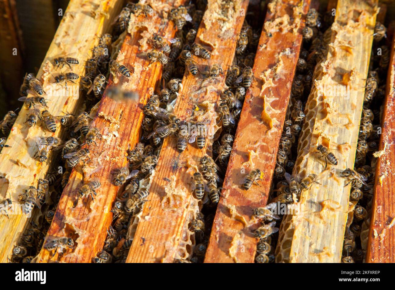 Frames of a beehive. Close up view of the opened hive body showing the ...