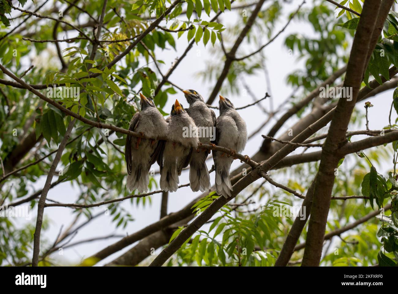 Four Juvenile Australian Noisy Miners (Manorina melanocephala) perching ...
