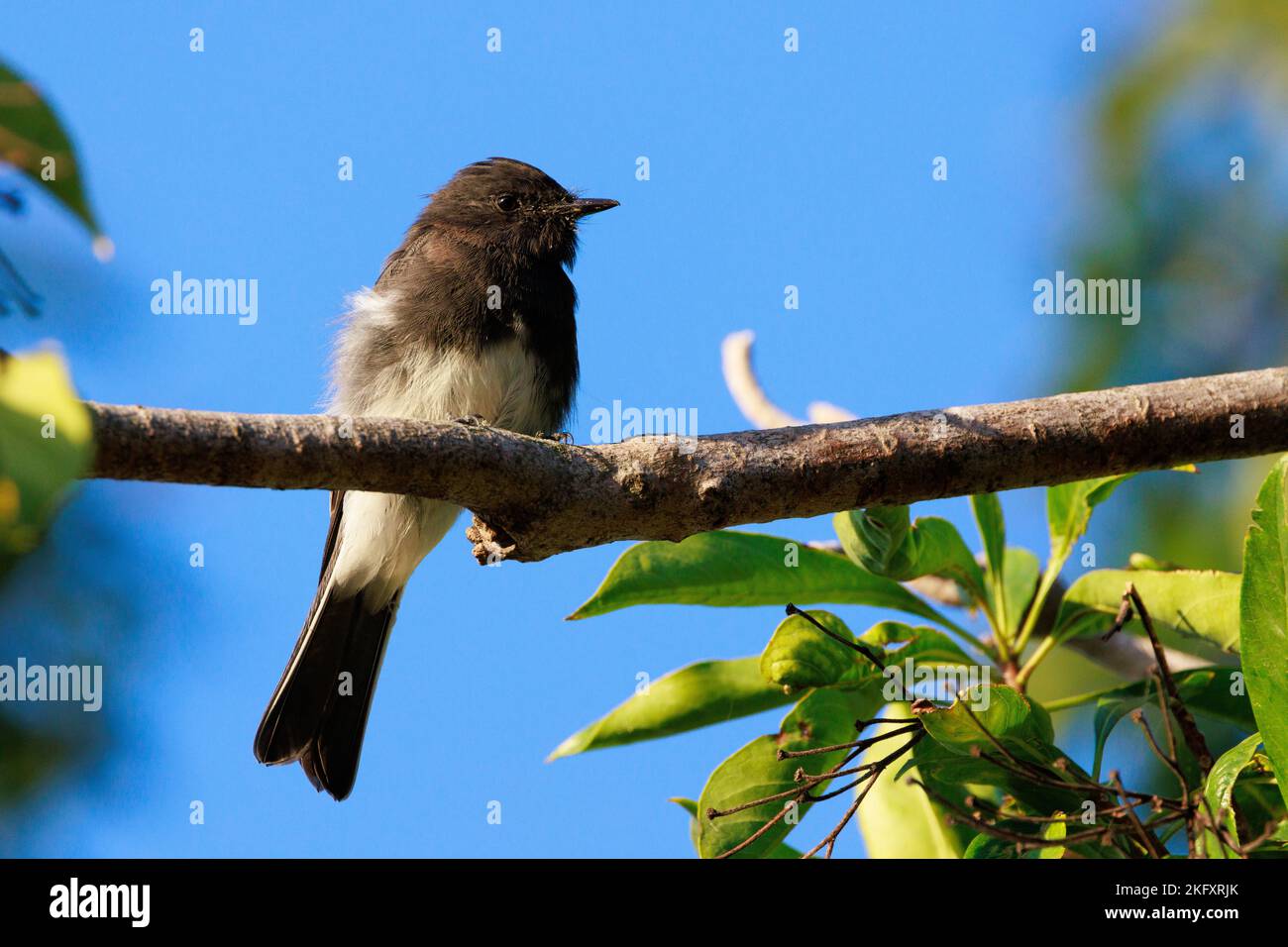 A closeup shot of a black phoebe (Sayornis nigricans) perched on the ...