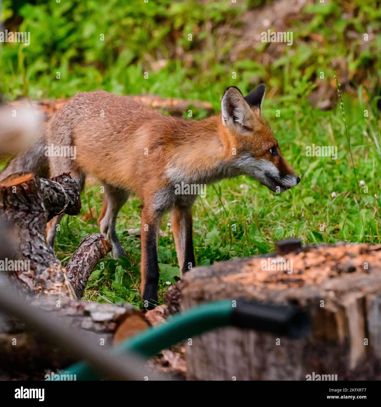 A red fox walks in the fields, a cunning wild animal, a young fox close ...
