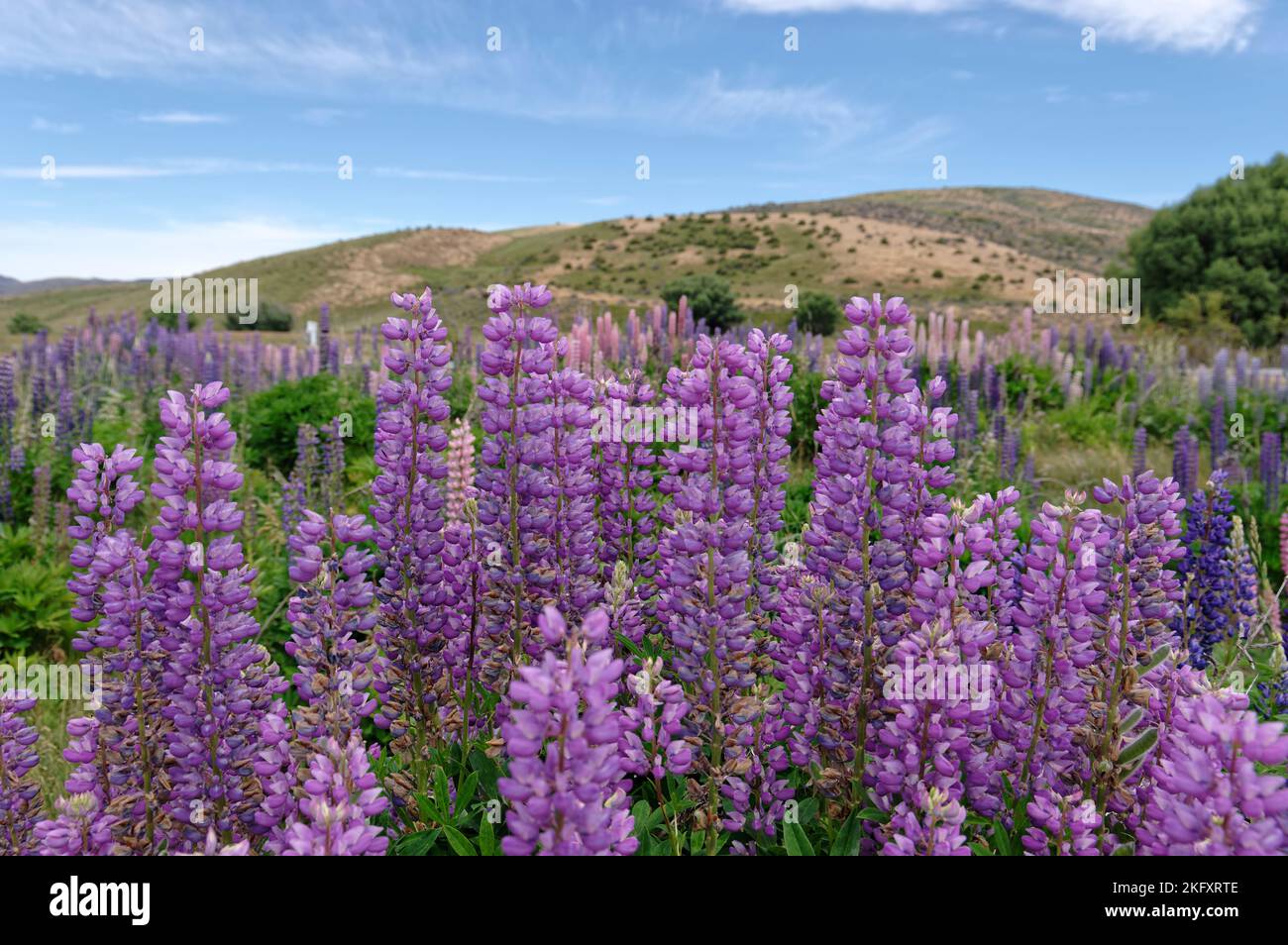 A beautiful field of purple lupine flowers, Lupinus formosus Stock ...