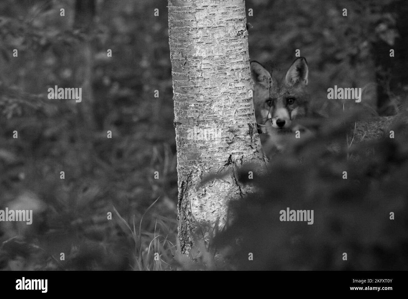 A red fox walks in the fields, a cunning wild animal, a young fox close ...