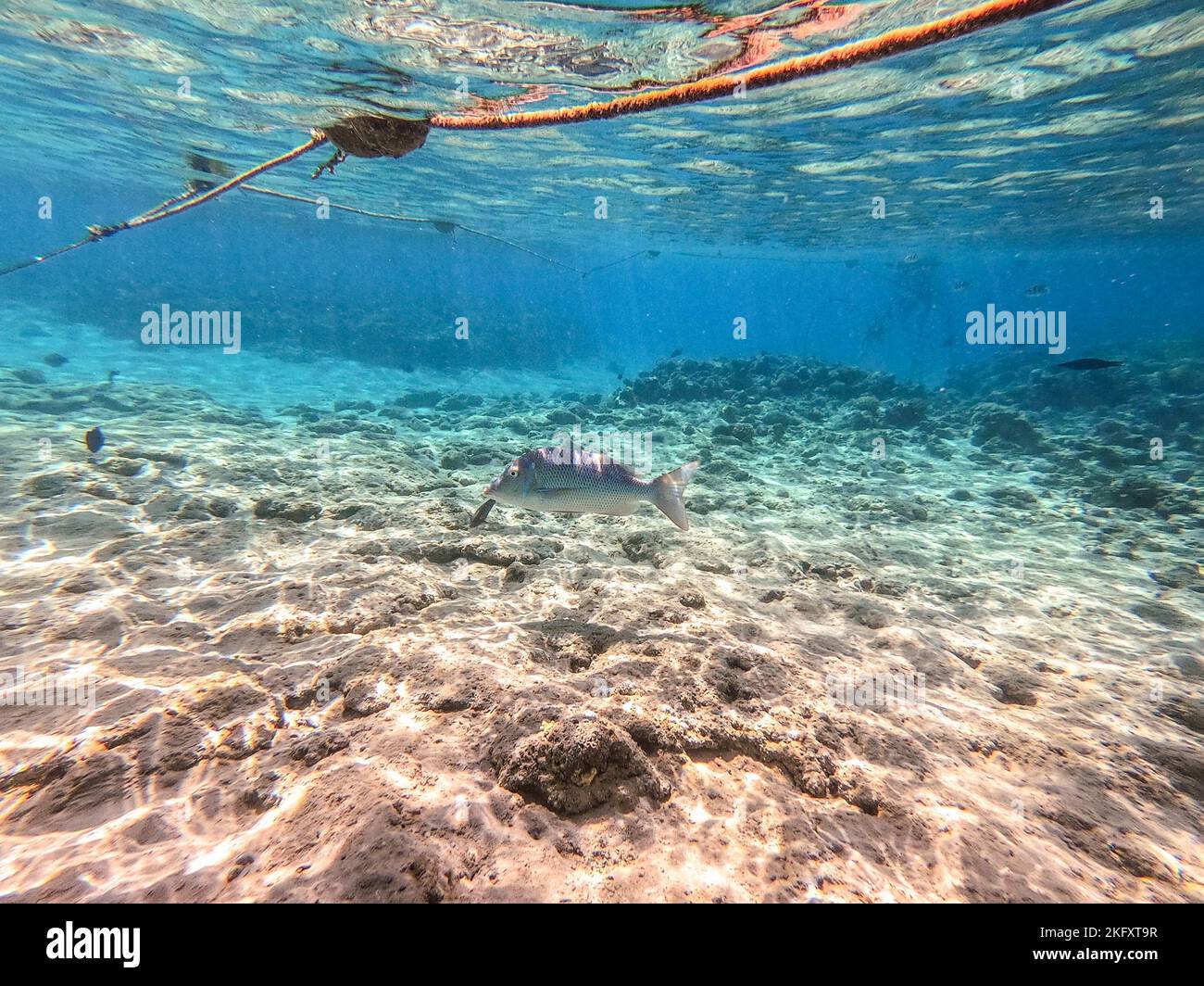 Tropical Spangled Emperor fish known as Lethrinus Nebulosus underwater ...