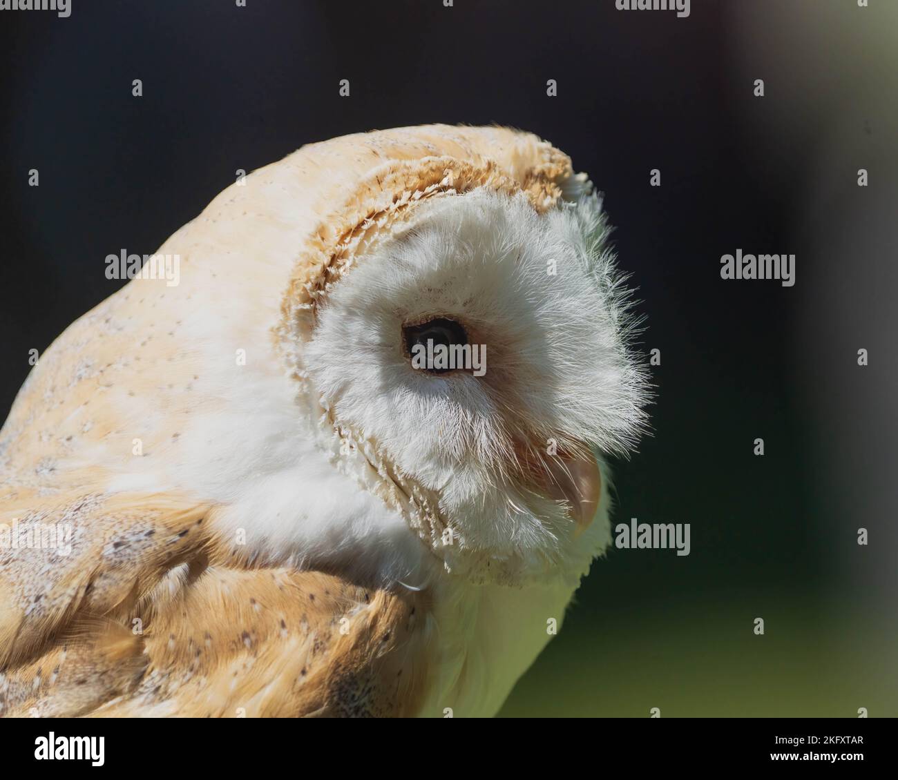 A closeup of the head of a beautiful common barn Owl under sunlight ...