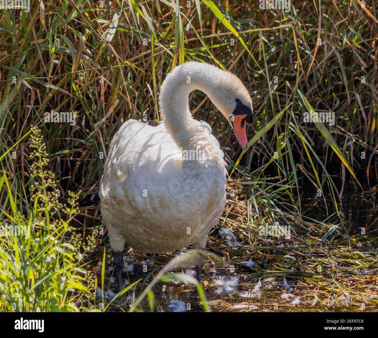 A beautiful view of a white swan on the grass Stock Photo - Alamy