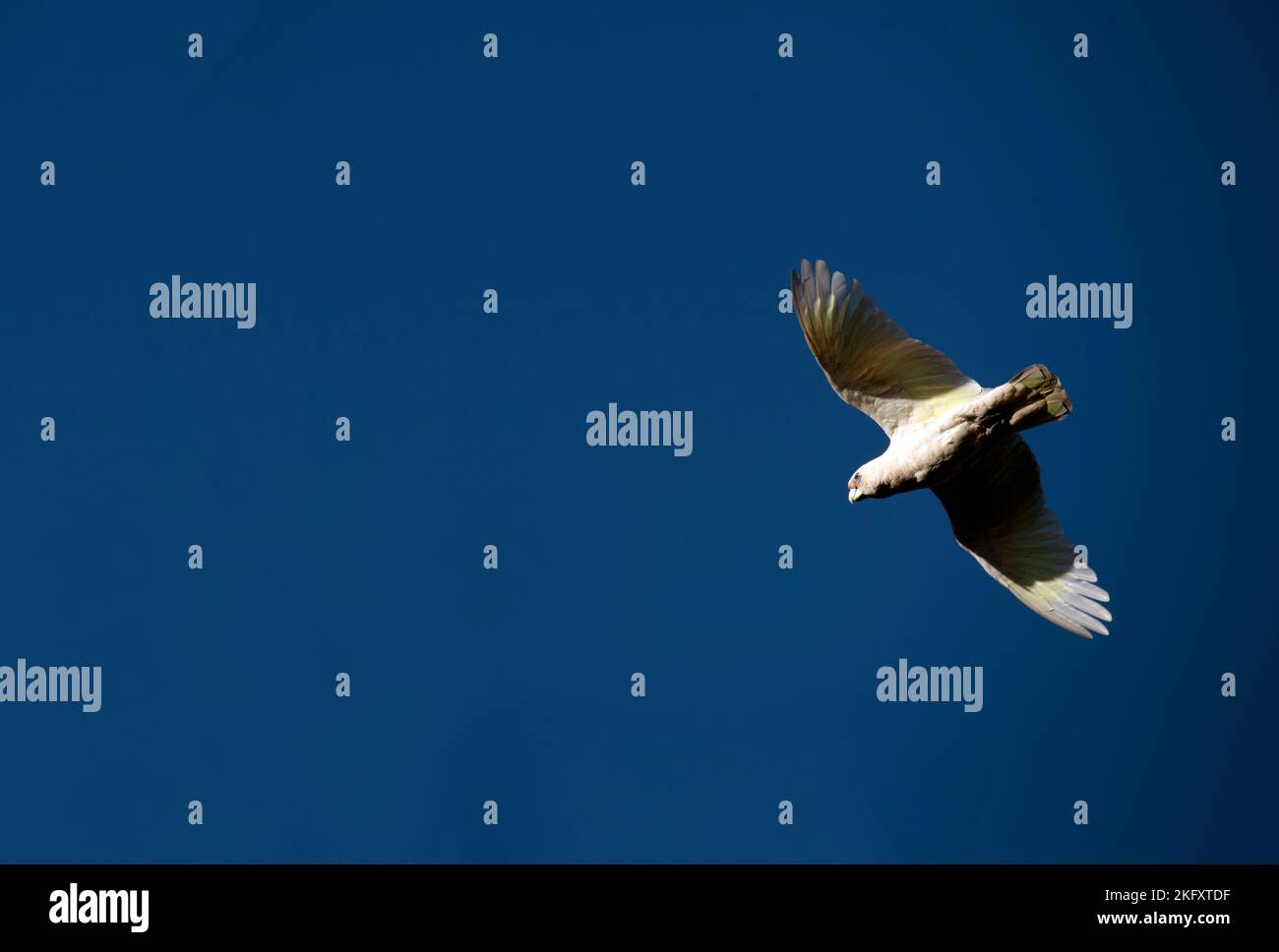 A Little Corella (Cacatua sanguinea) in flight in Sydney, NSW ...