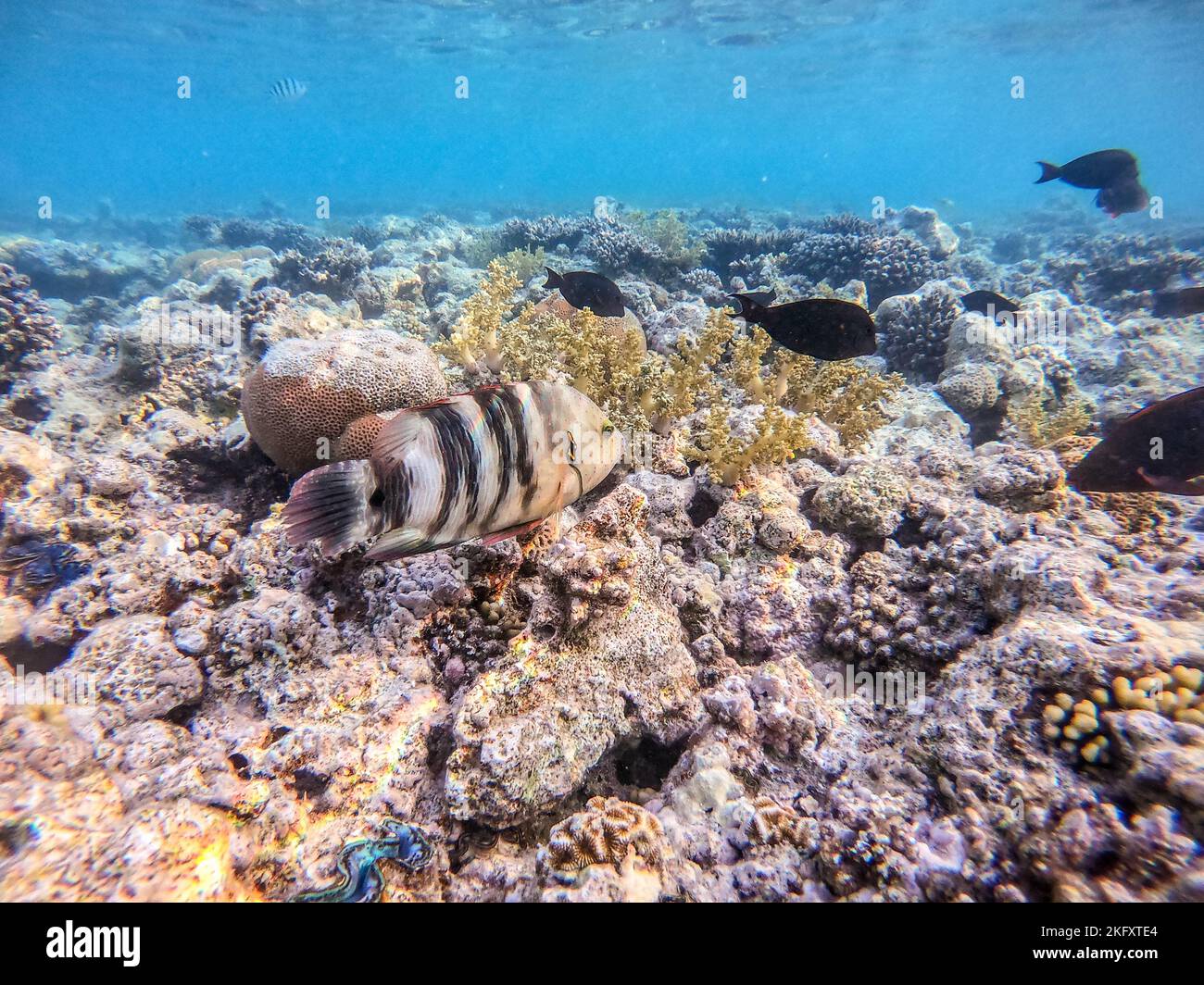Close up view of tropical big broomtail wrasse known as Cheilinus ...