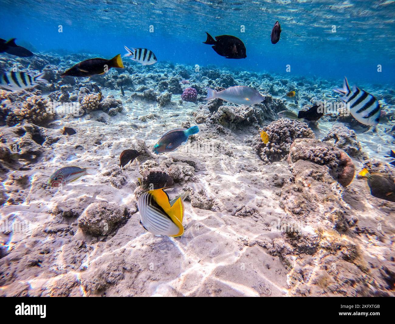 Shoal of differend kinds of the fish - sailfin tang or Desjardin's ...