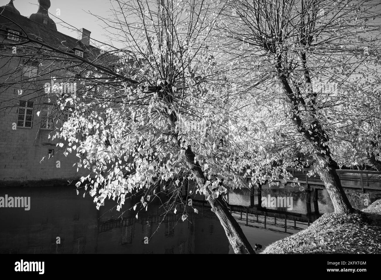 German forest in autumn tree Black and White Stock Photos & Images - Alamy