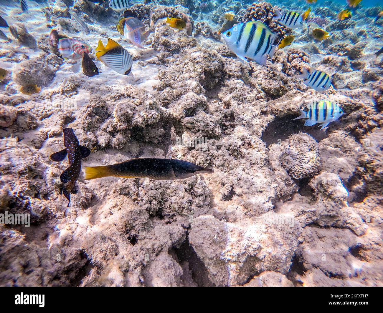Birdmouth wrasse known as Gomphosus Caeruleus underwater at the coral ...