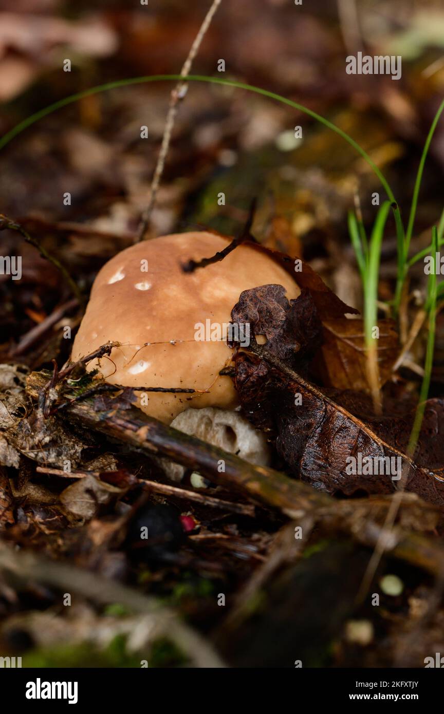 Boletus is the king of the forest and all kinds of mushrooms, an edible ...