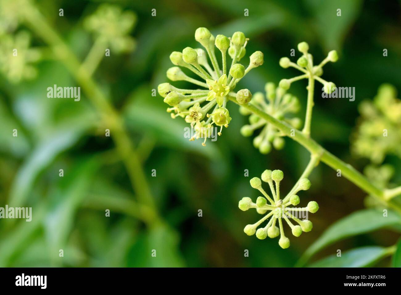 Ivy (hedera helix), close up of a branch of flowerbuds just beginning ...