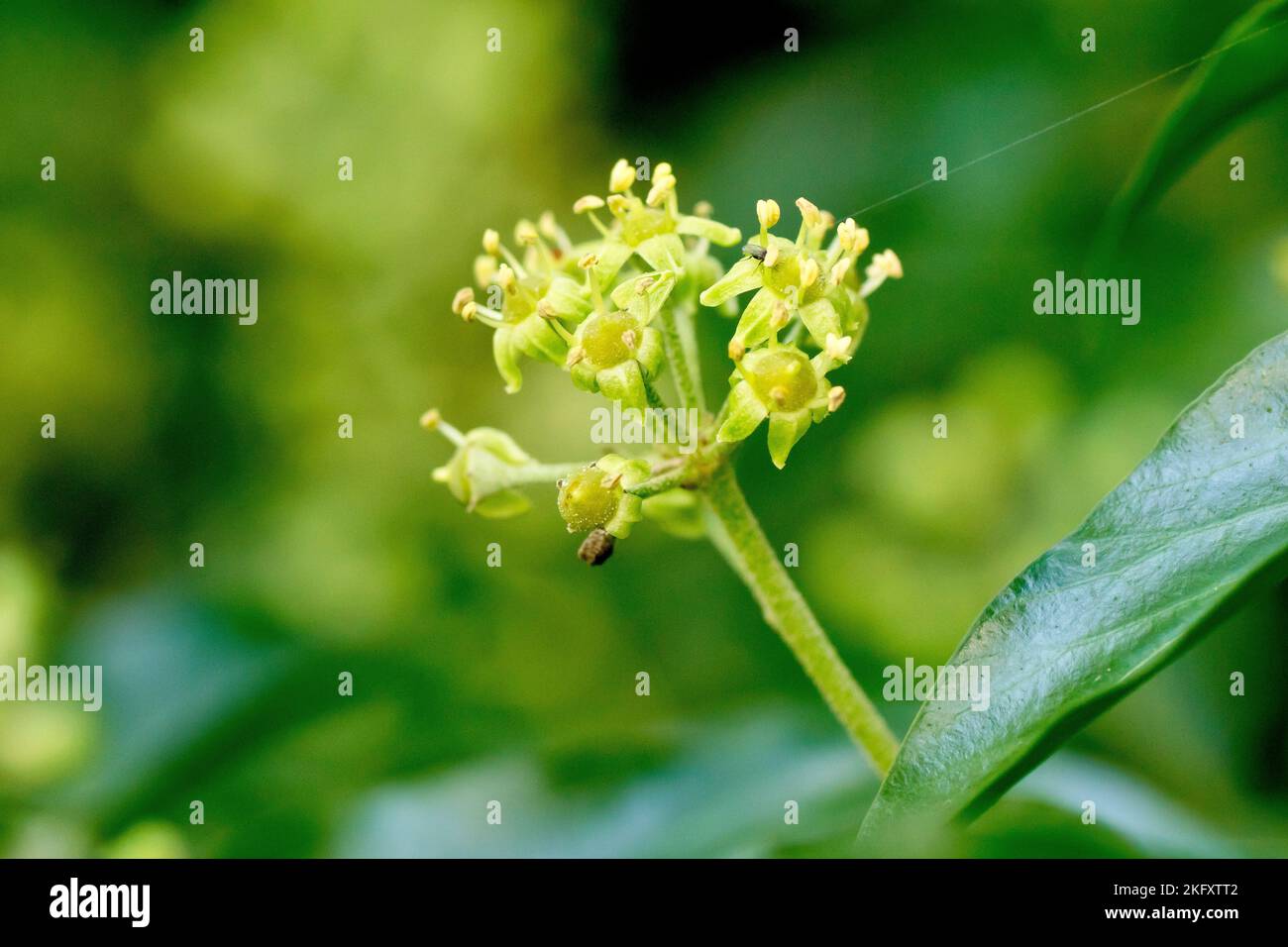 Ivy (hedera helix), close up showing a small cluster of flowers ...