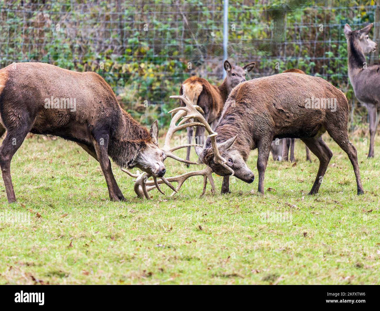 Red Deer Stags Fighting in Autumn Stock Photo - Alamy