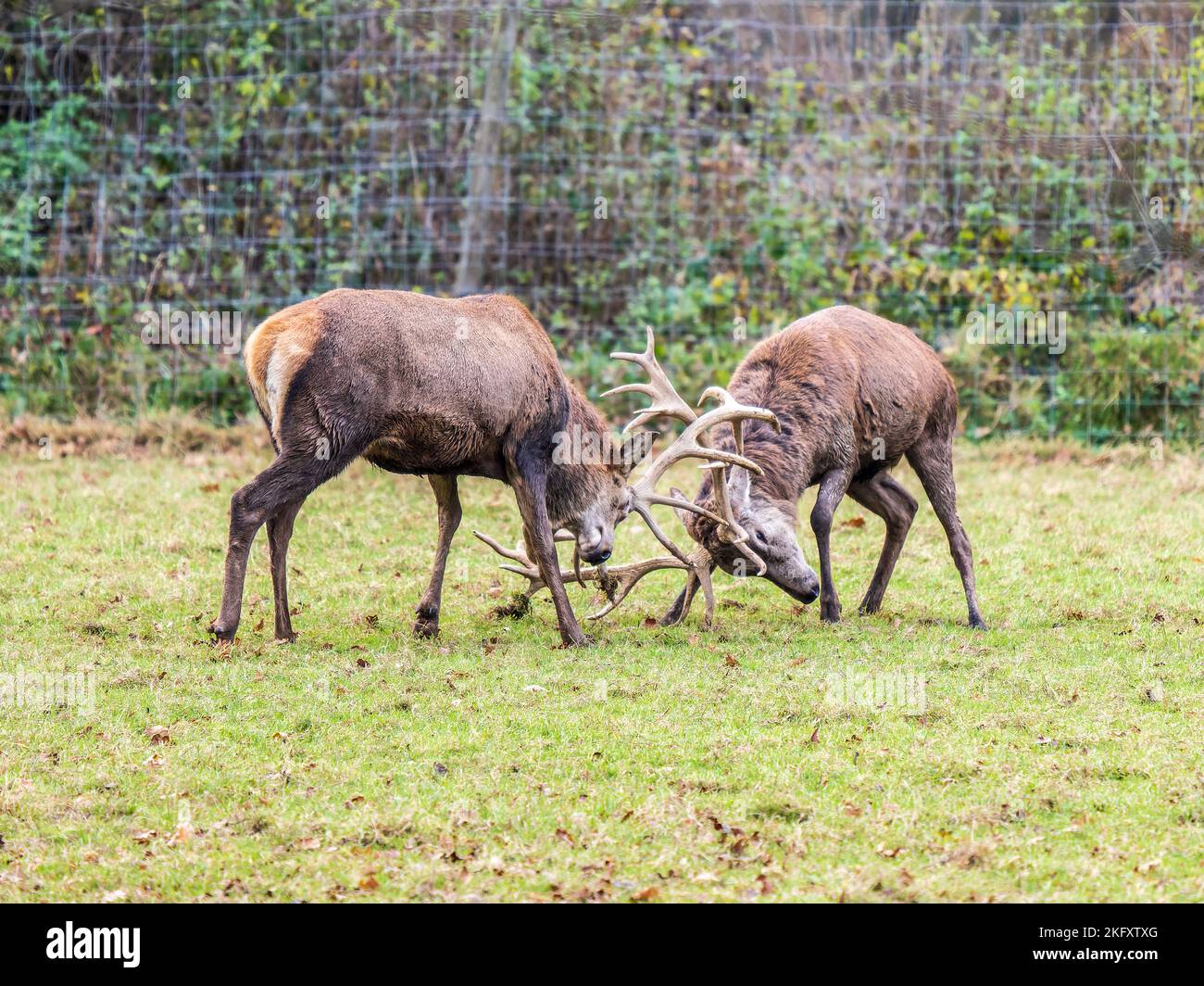 Red deer stags fighting in hi-res stock photography and images - Alamy