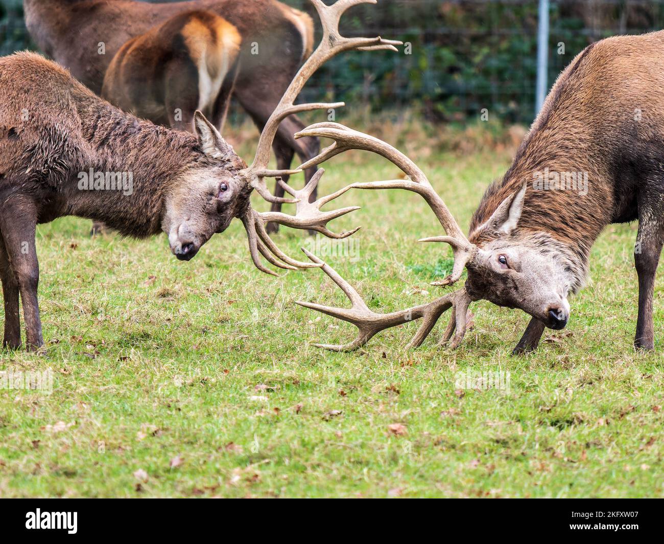 Red Deer Stags Fighting in Autumn Stock Photo - Alamy