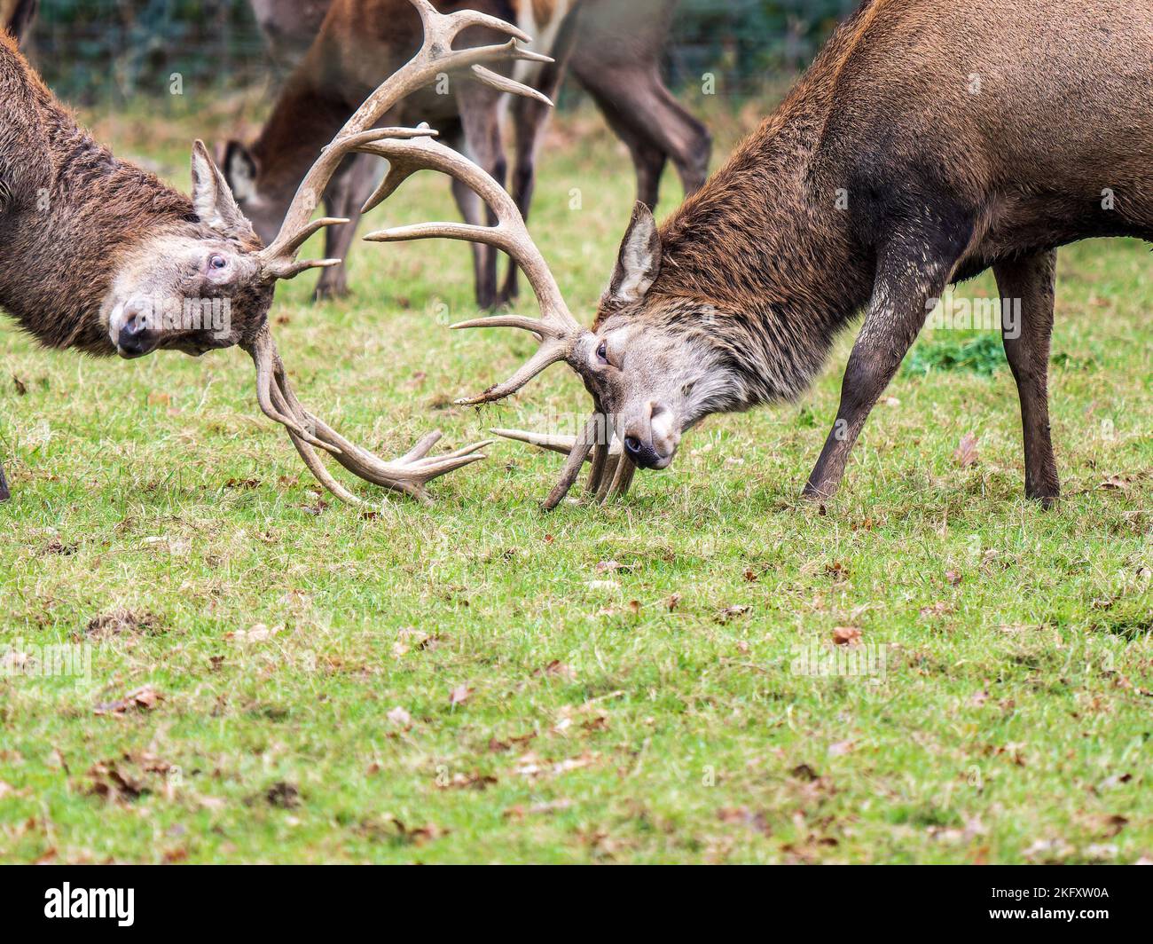 Red Deer Stags Fighting in Autumn Stock Photo - Alamy