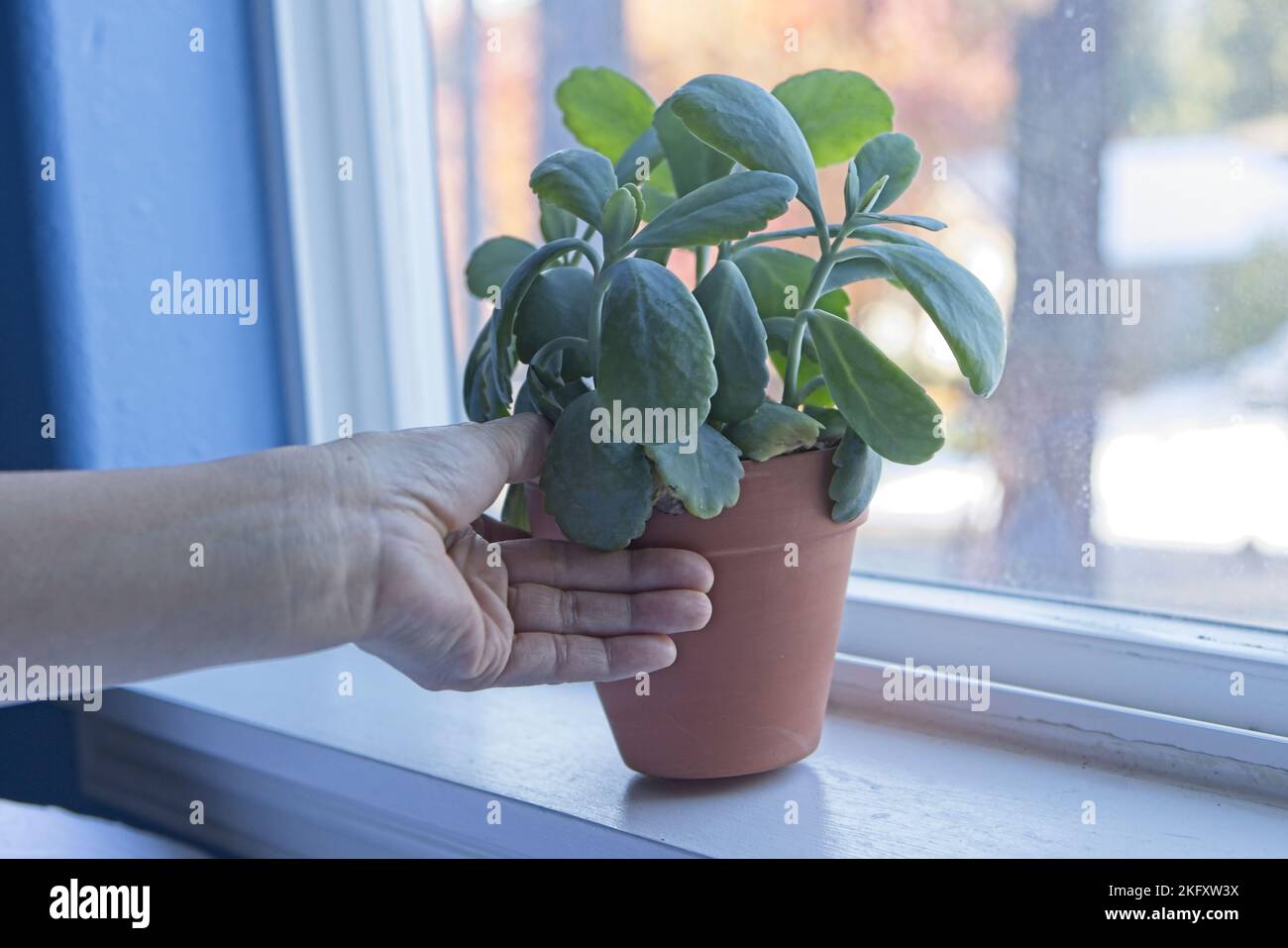 A close up photo of putting a small potted house plant onto a window ...