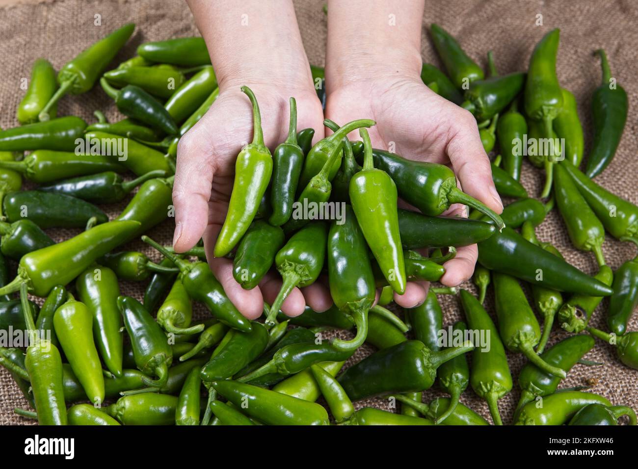 A concept photo of a pair of hands holding freshly harvested hot green ...