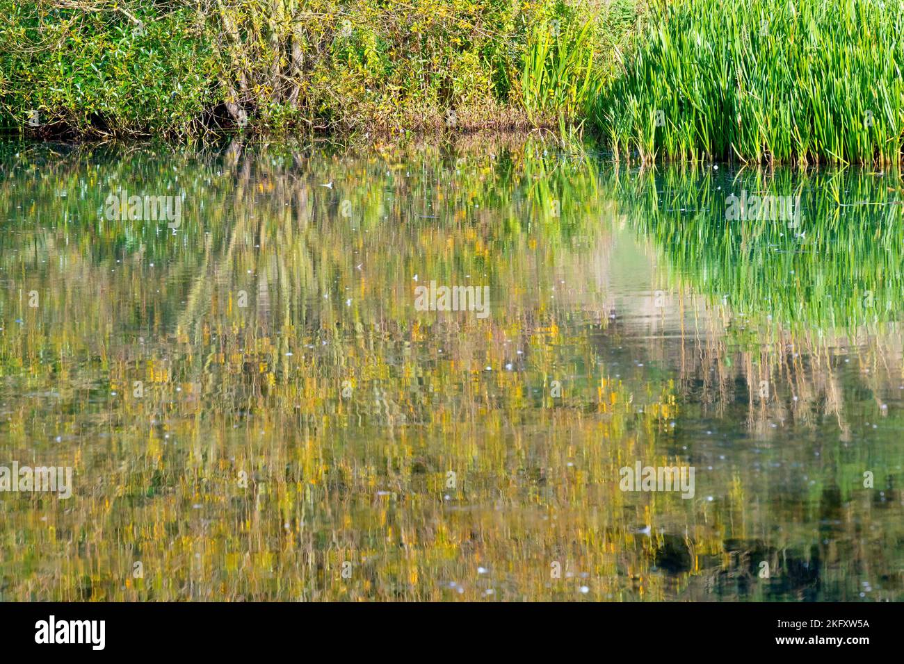 The reflection in calm water of plantlife and vegetation growing at the ...