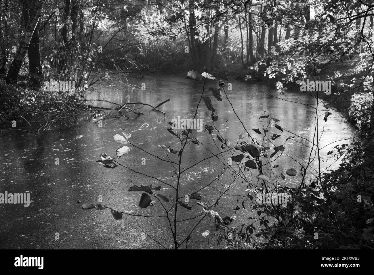 German forest in autumn tree Black and White Stock Photos & Images - Alamy