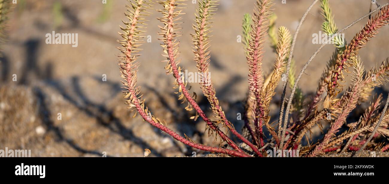 A closeup of Euphorbia paralias plant (sea spurge) growing on beach ...