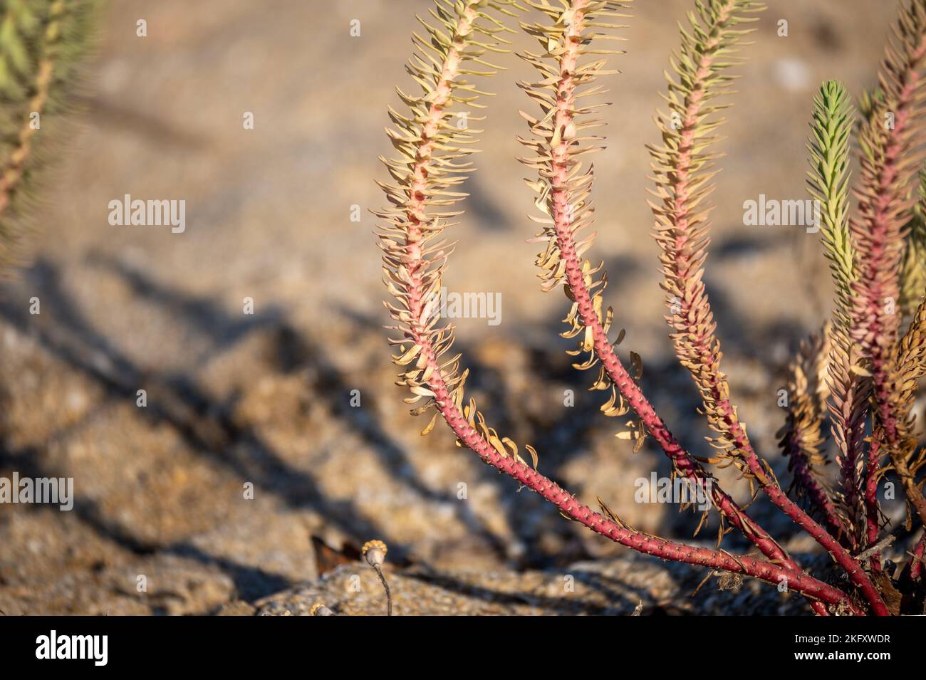 A closeup of Euphorbia paralias plant (sea spurge) growing on beach ...