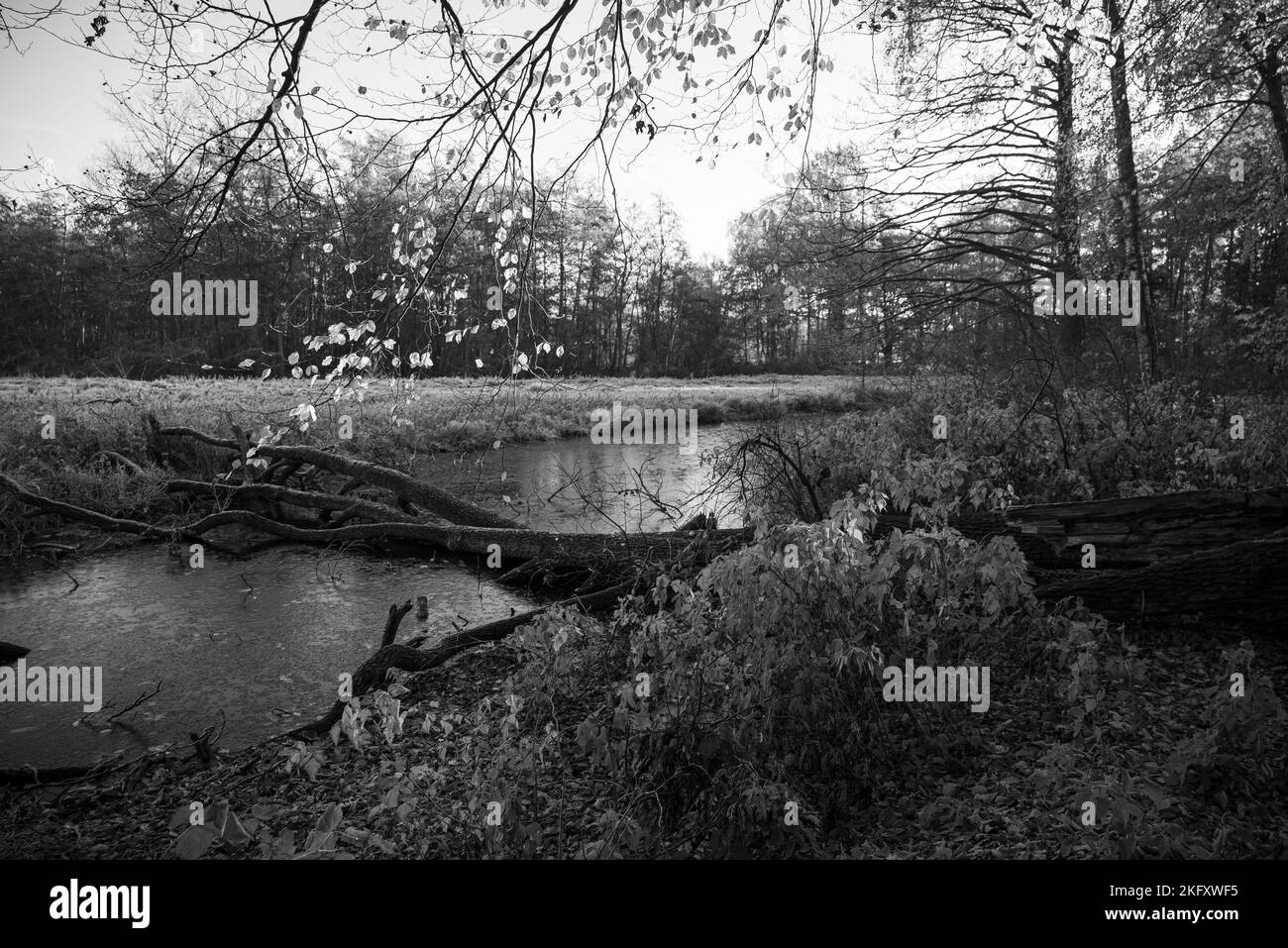 German forest in autumn tree Black and White Stock Photos & Images - Alamy