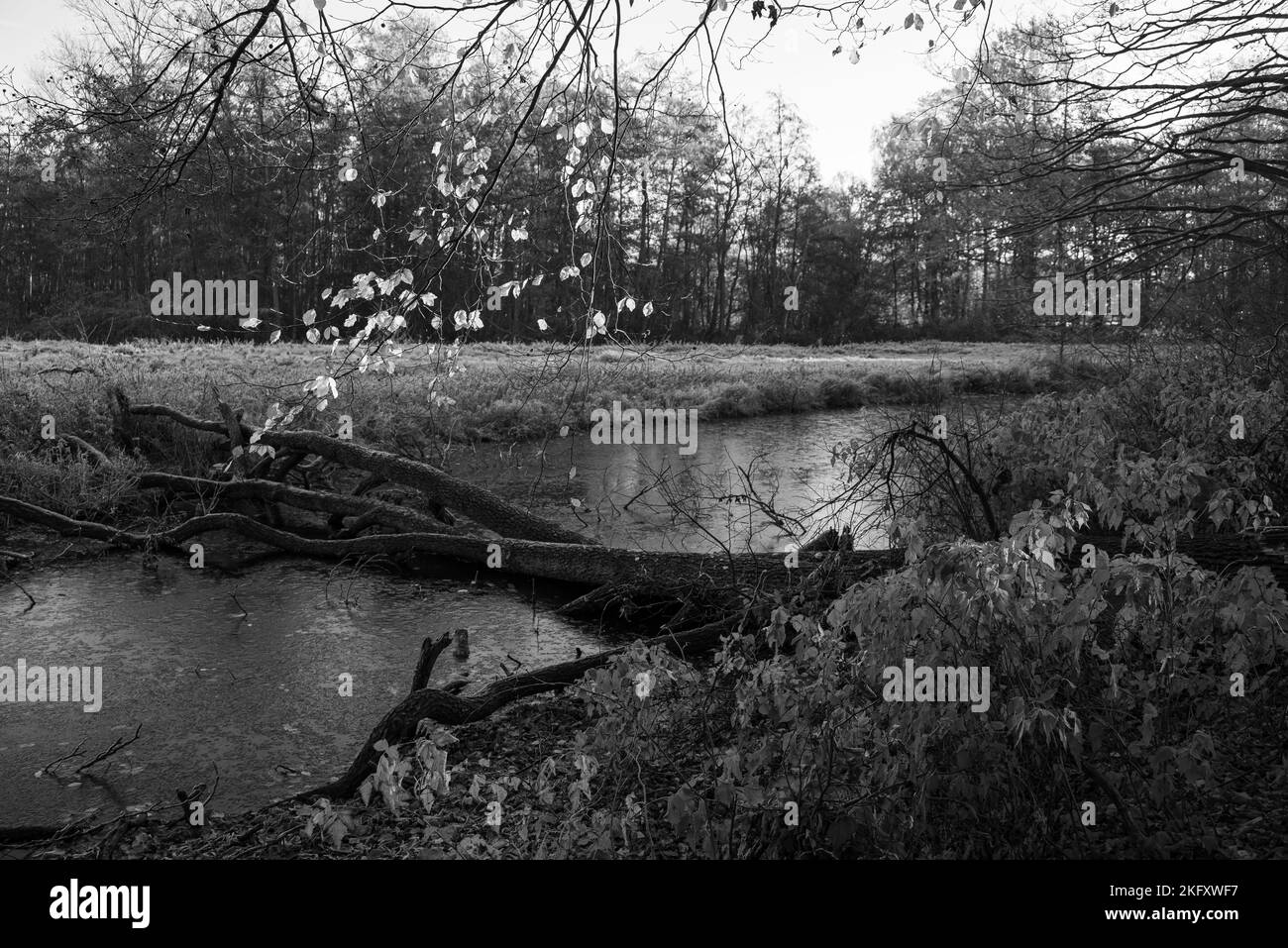 German forest in autumn tree Black and White Stock Photos & Images - Alamy