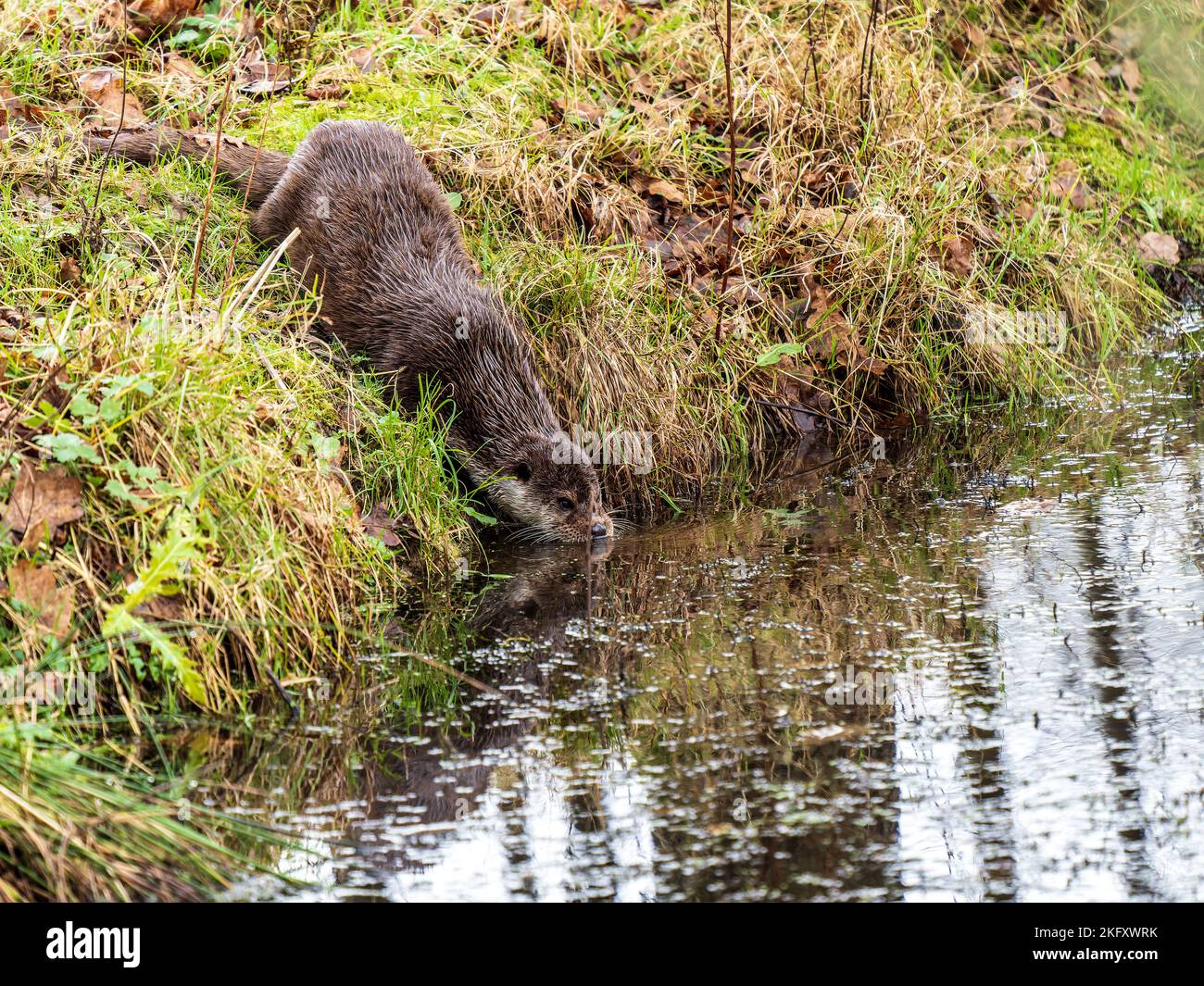 Otter Drinking Water Stock Photo - Alamy