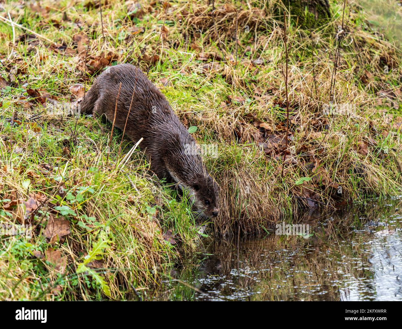 Otter Drinking Water Stock Photo - Alamy